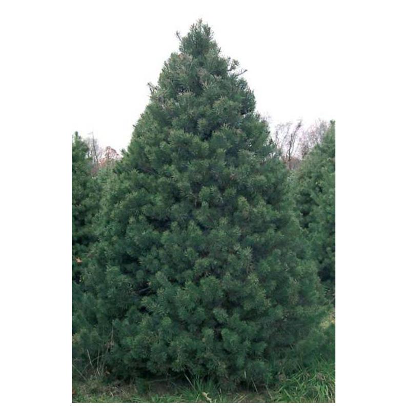 Scotch Pine | Gorman Tree Farm